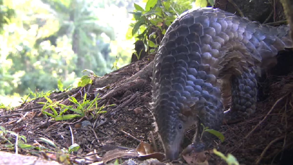 Tenggiling Sunda jalani pembedahan pertama seumpamanya di S'pura ...