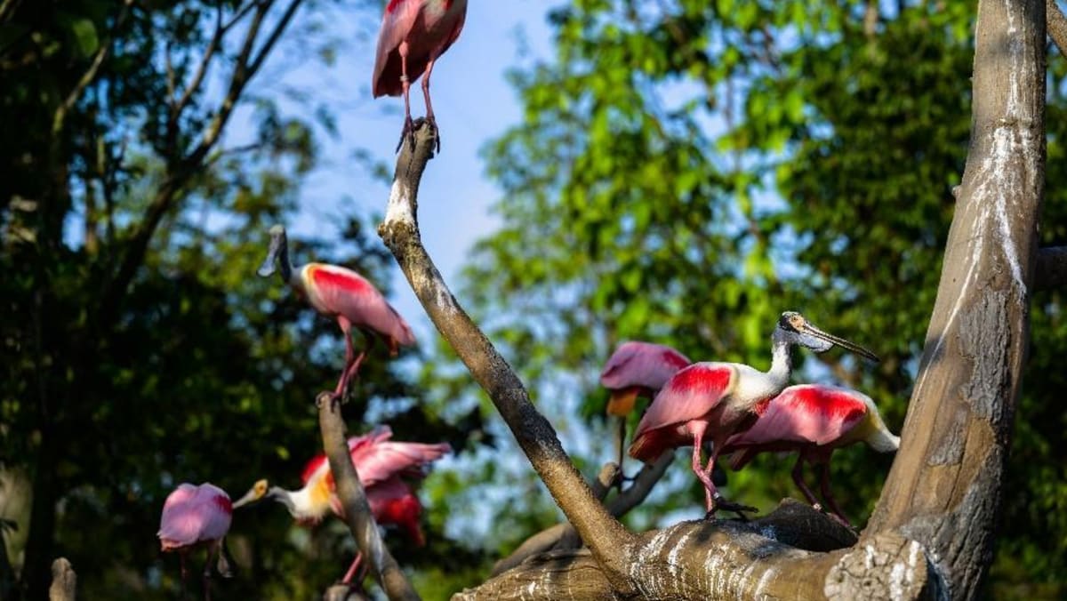 New wildlife park Bird Paradise to open on May 8 with reduced entrance ...