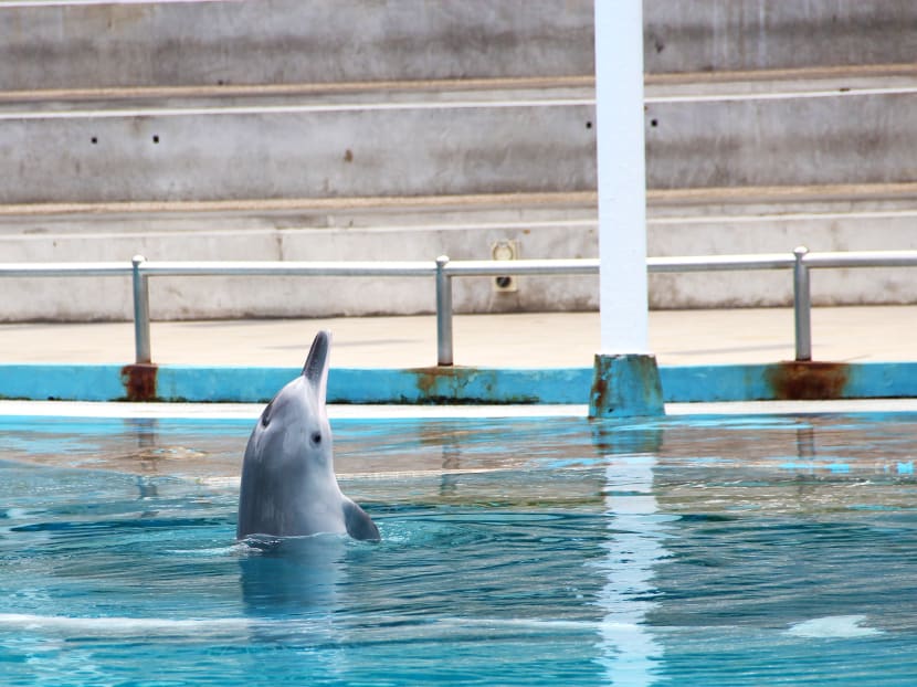 dolphin birthing pool
