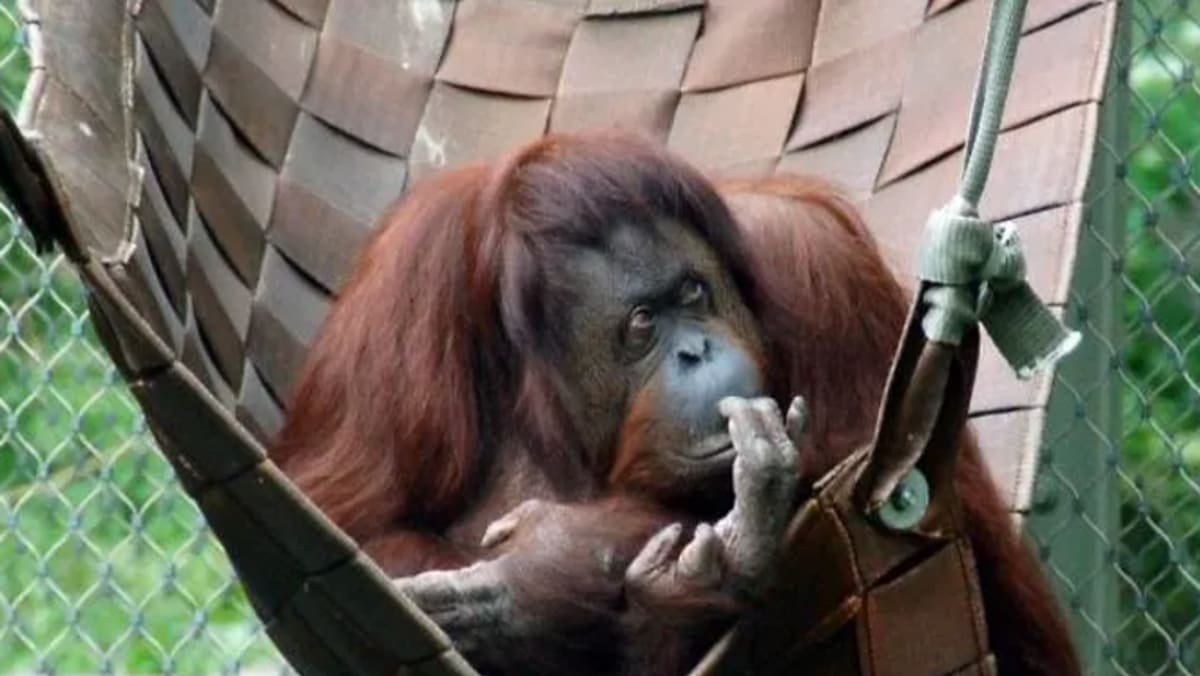 SCDF derma 90 gelung hos lama bagi habitat baru orang utan di Utara ...