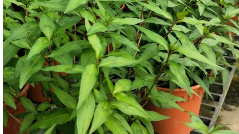 Ini 10 jenis ulam popular & khasiatnya, yang mana satu pilihan anda ...