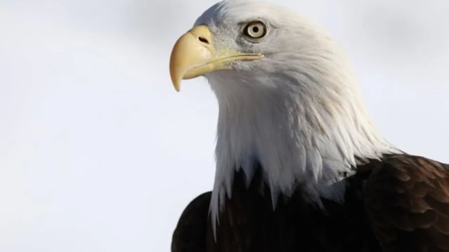 等了250年 白头鹰正式被官宣为美国国鸟 - 8world