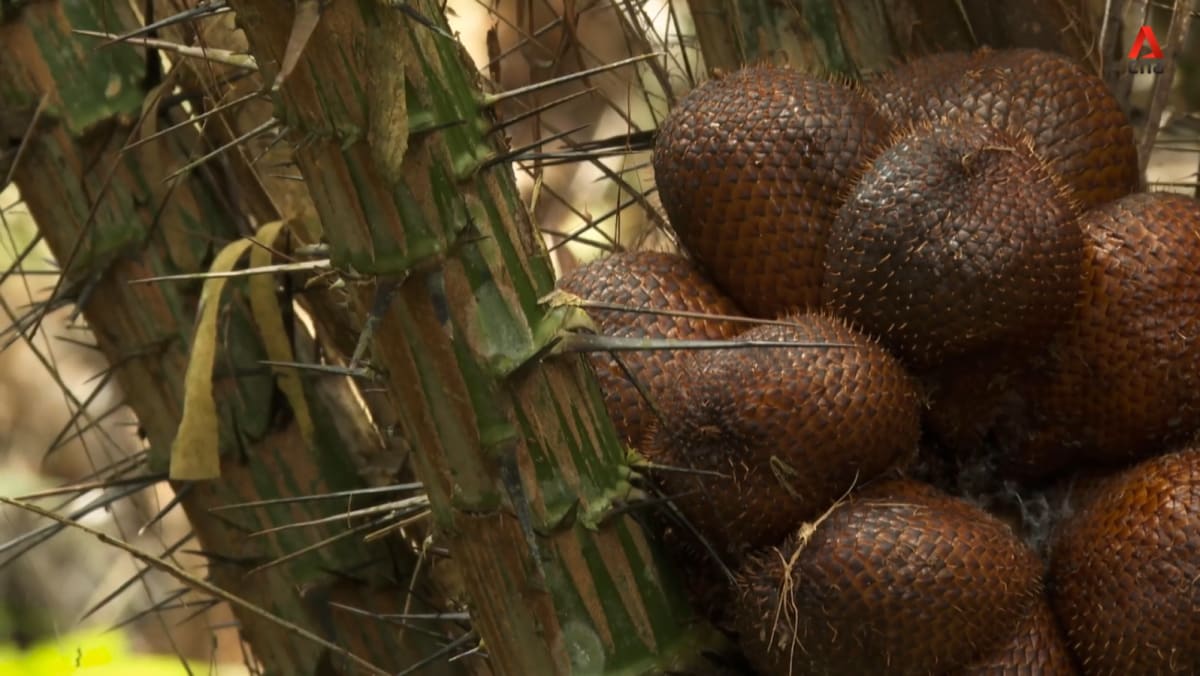Salak Condet
