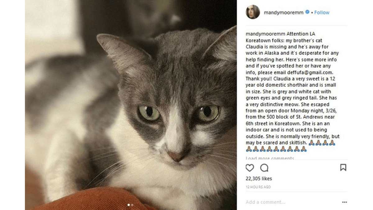 Mandy Moore appeals for fans to help find missing cat - 8days