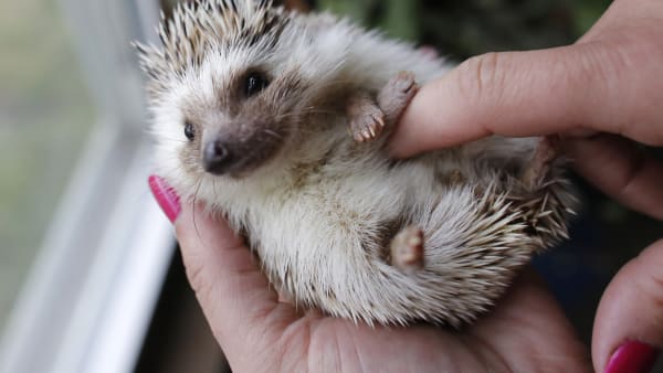 pets4homes hedgehogs