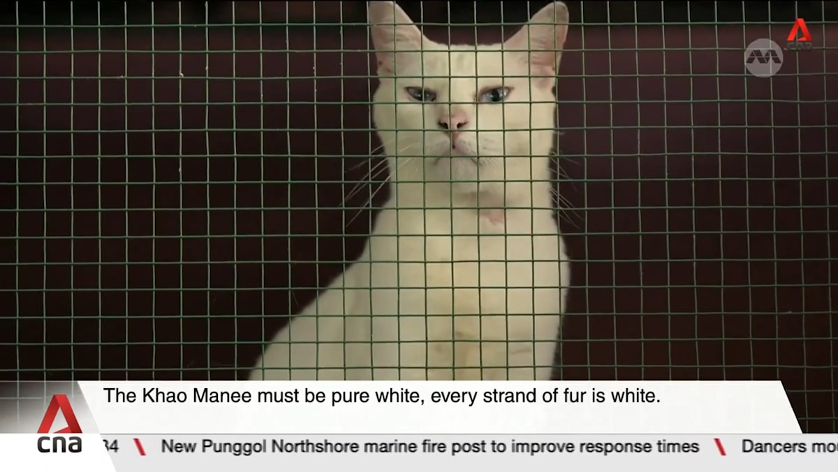 Five native cat breeds designated as national pet symbols in Thailand - CNA