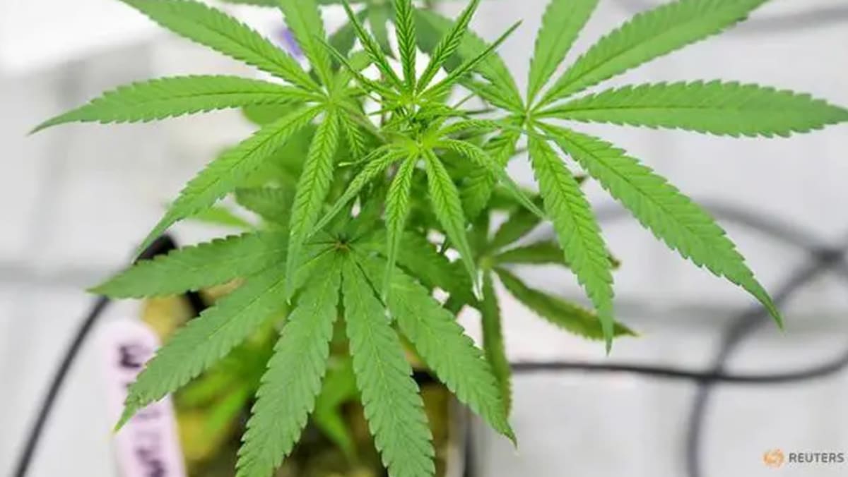 S'pura tetap dengan pendirian sifatkan ganja sebagai dadah terlarang ...