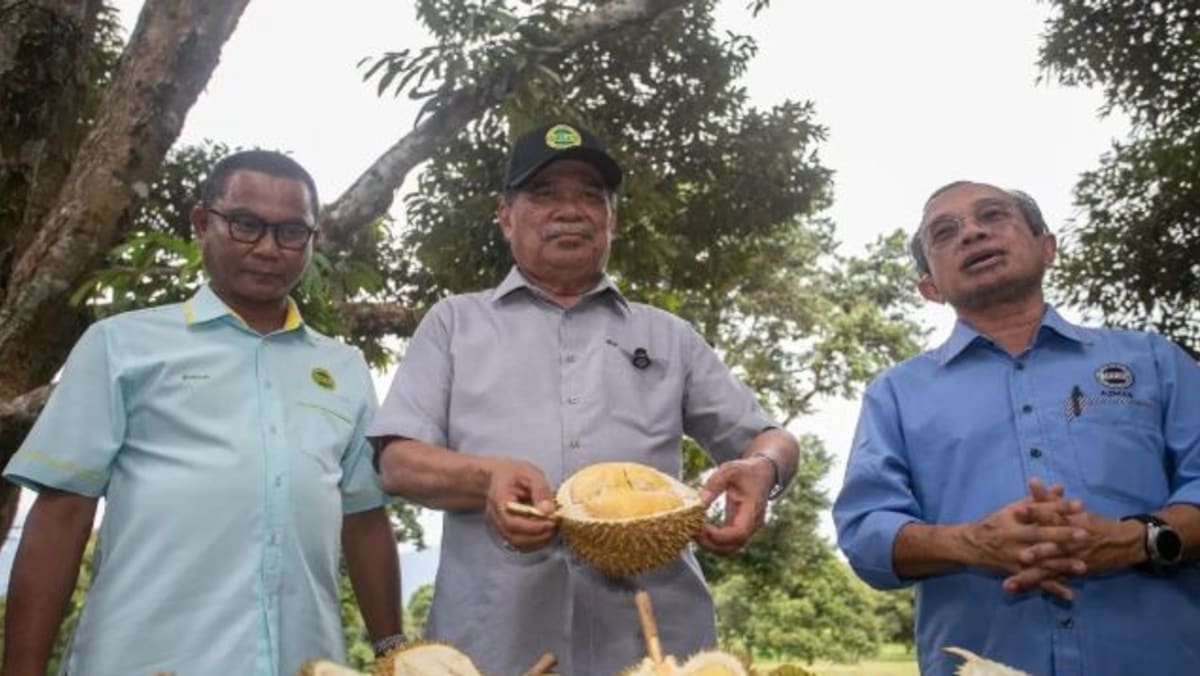 Durian premium baharu Malaysia MS88 akan diperluas untuk tembus pasaran ...