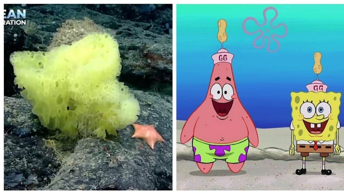 sea spongebob