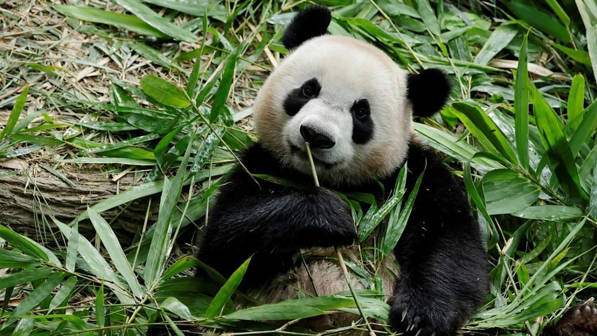Singapore's first giant panda cub Le Le to leave for China in December ...