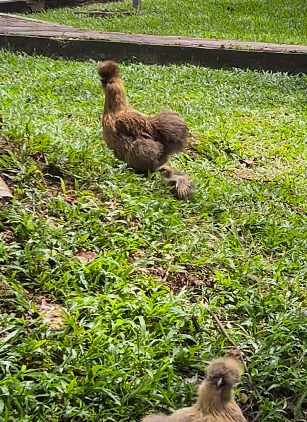 Silkie Chickens Spotted In NUS, Said To Belong To A Professor - 8days