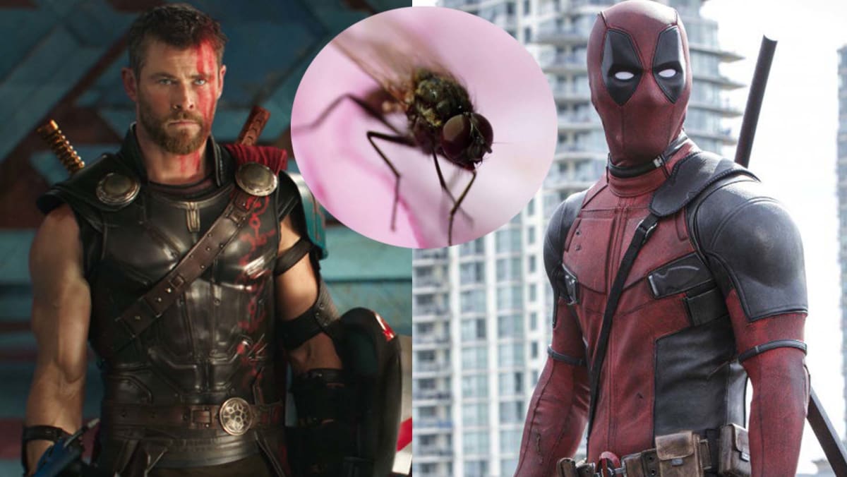 Australian Scientists Name New Fly Species After Marvel Superheroes ...