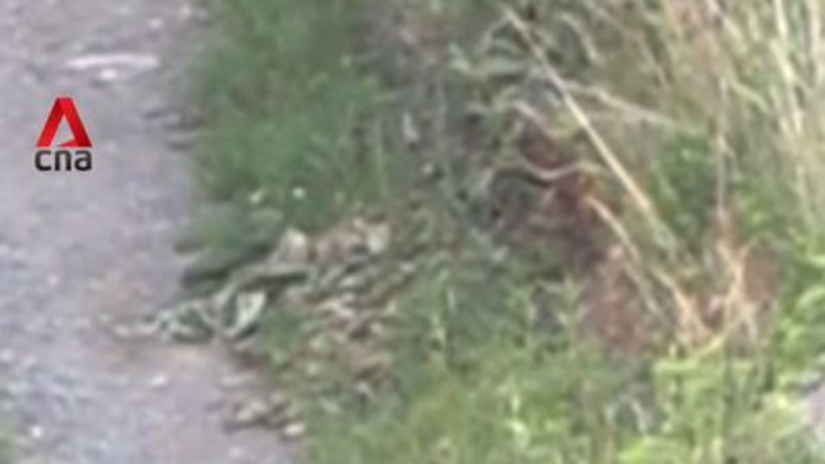 Bear trapped, culled after sightings at northern Japan port - CNA