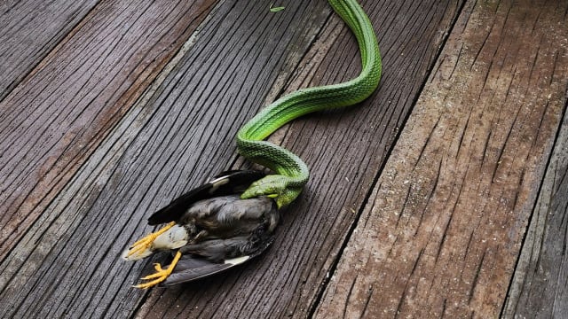 万态步行道本周刚开放 网民拍到红尾游蛇吞八哥 - 8world