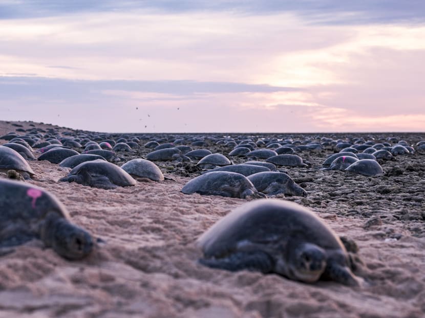Aussie scientists turn to drones to protect sea turtles - TODAY