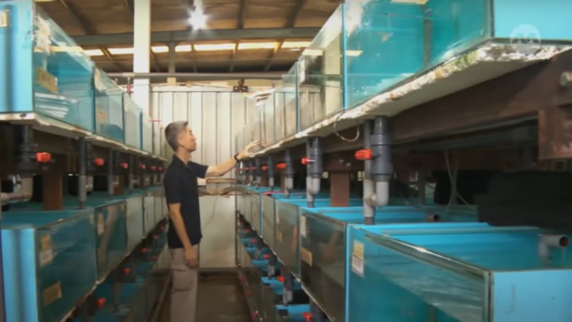 Ornamental fish farms turn to new breeding technologies in land-scarce ...