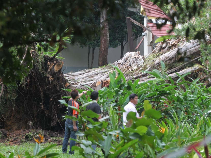 Men trapped after tree falls at Alexandra Hospital - TODAY