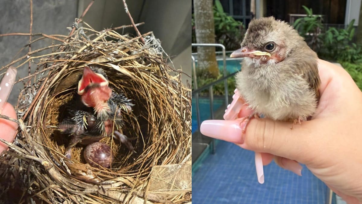 She Rescued This Tiny Bird & Nursed Back To Health; And It Hasn't ...