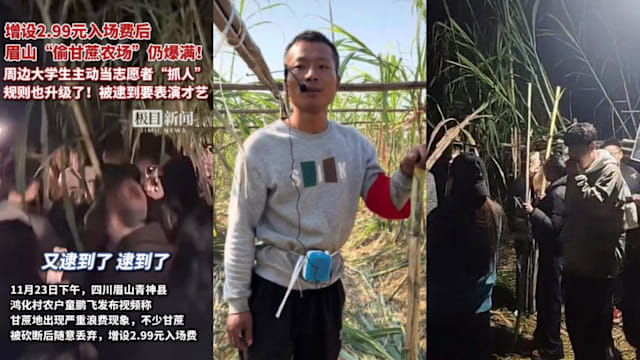 涌入甘蔗地偷甘蔗被逮须表演才艺 四川“偷甘蔗”活动爆红 - 8world