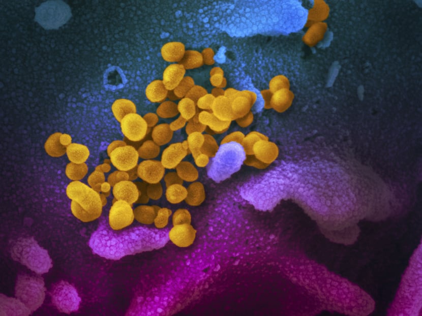 human immune system microscope