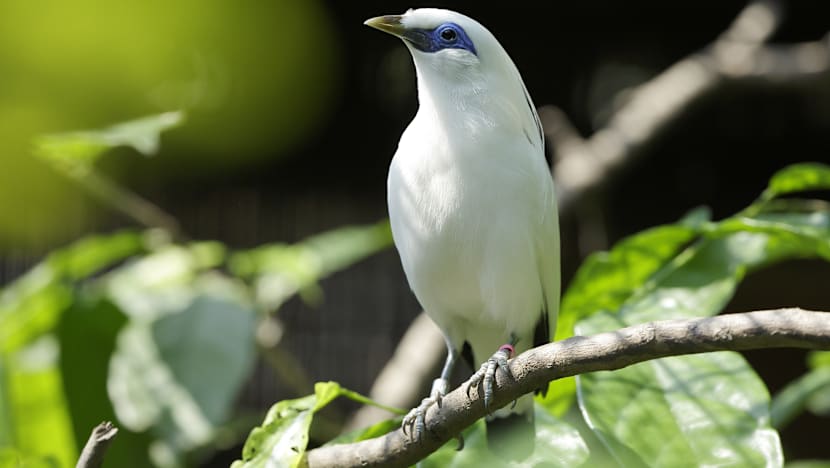 Rare Asian birds at Jurong Bird Park’s Wings of Asia aviary - CNA