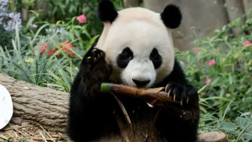 Anak panda pertama SG, Le Le dijadual pulang ke China pada Dis - BERITA ...