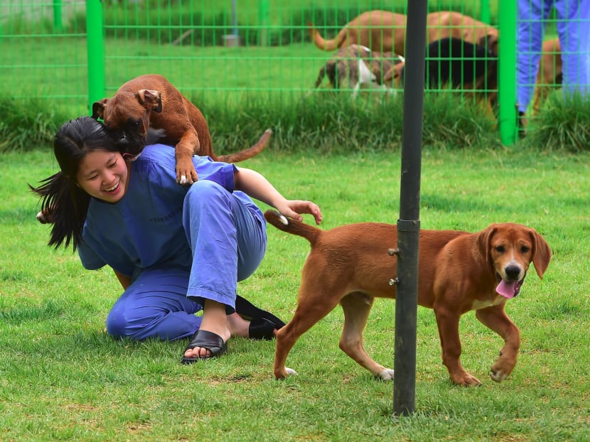 Fido forever? S Korea’s dog cloning clinic - TODAY
