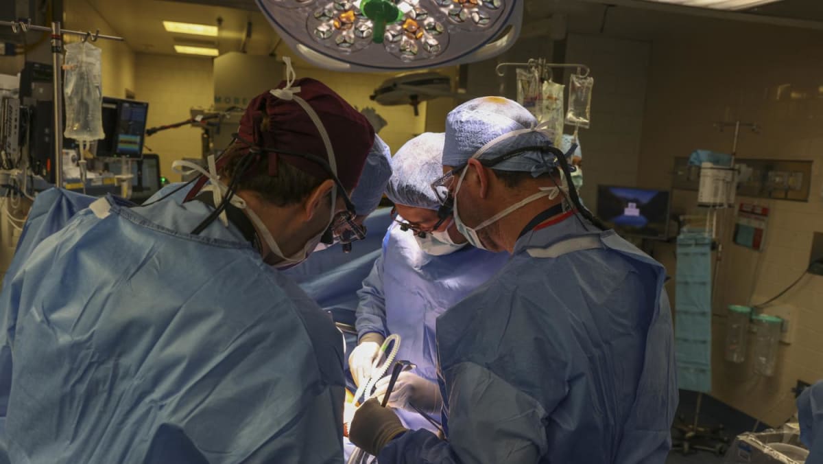 US surgeons transplant pig kidney to live patient in world first - TODAY