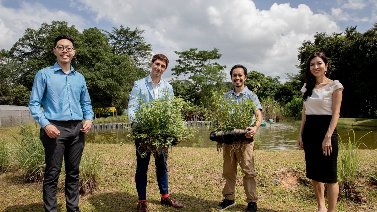 NUS alumni use plastic and glass waste to make floating garden of ...