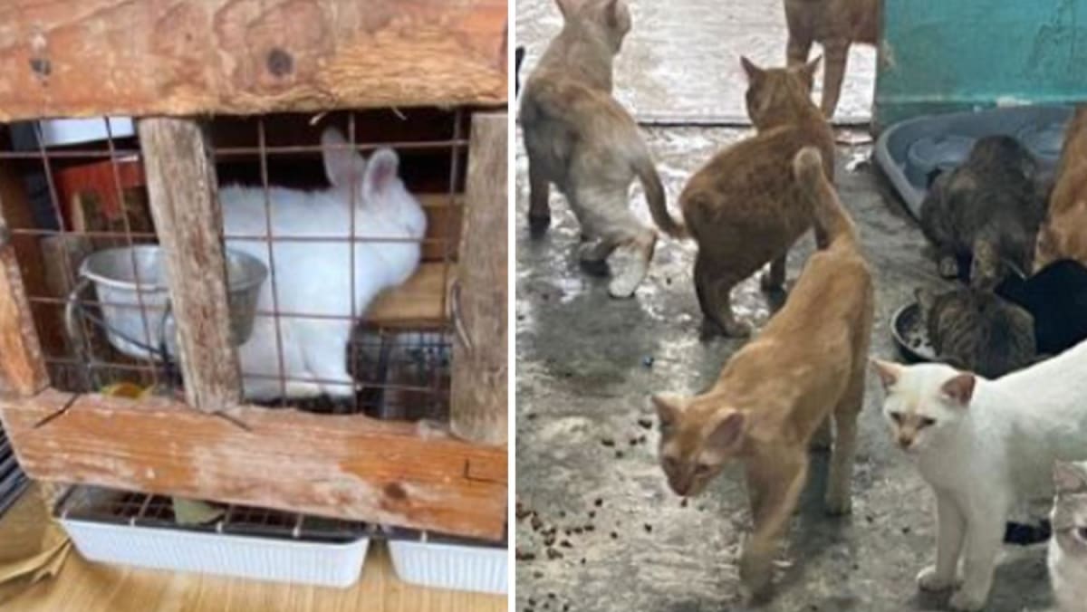 79% jump in reported cases of animal abuse and welfare issues in 2023 ...