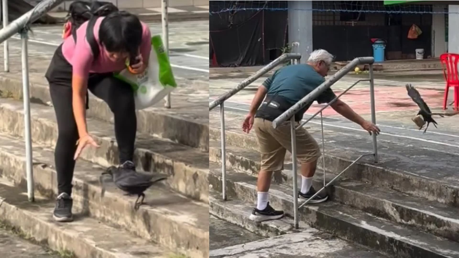 Crow Steals Money In M’sia; Ends Up In Funny Face-Off With 2 People Who ...