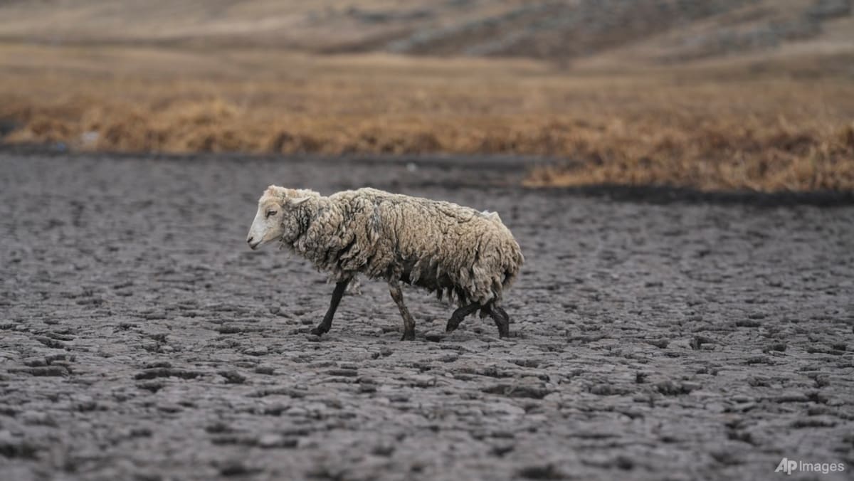 Lagoon dries up as drought grips Peru's southern Andes - CNA
