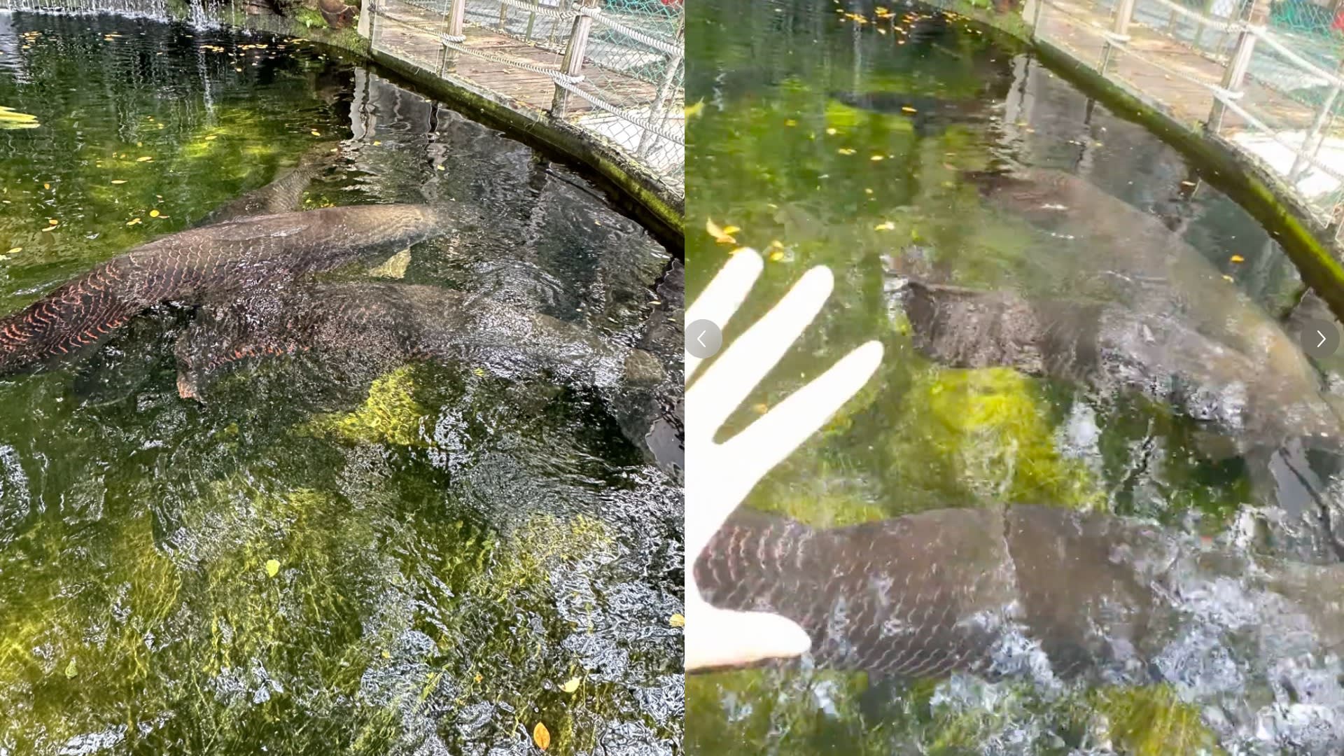 “Why Are These Fishes In Singapore So Big!”: Woman Shocked To Find ...