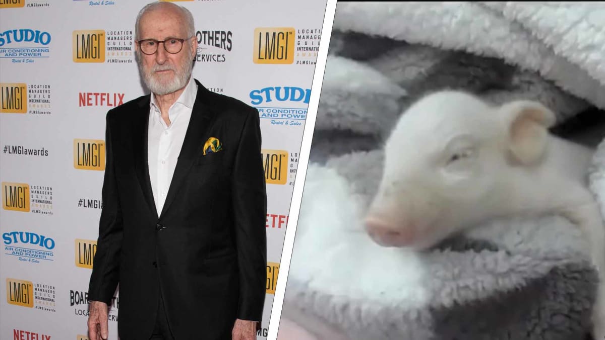 Babe star James Cromwell saves abandoned piglet from slaughter, names ...