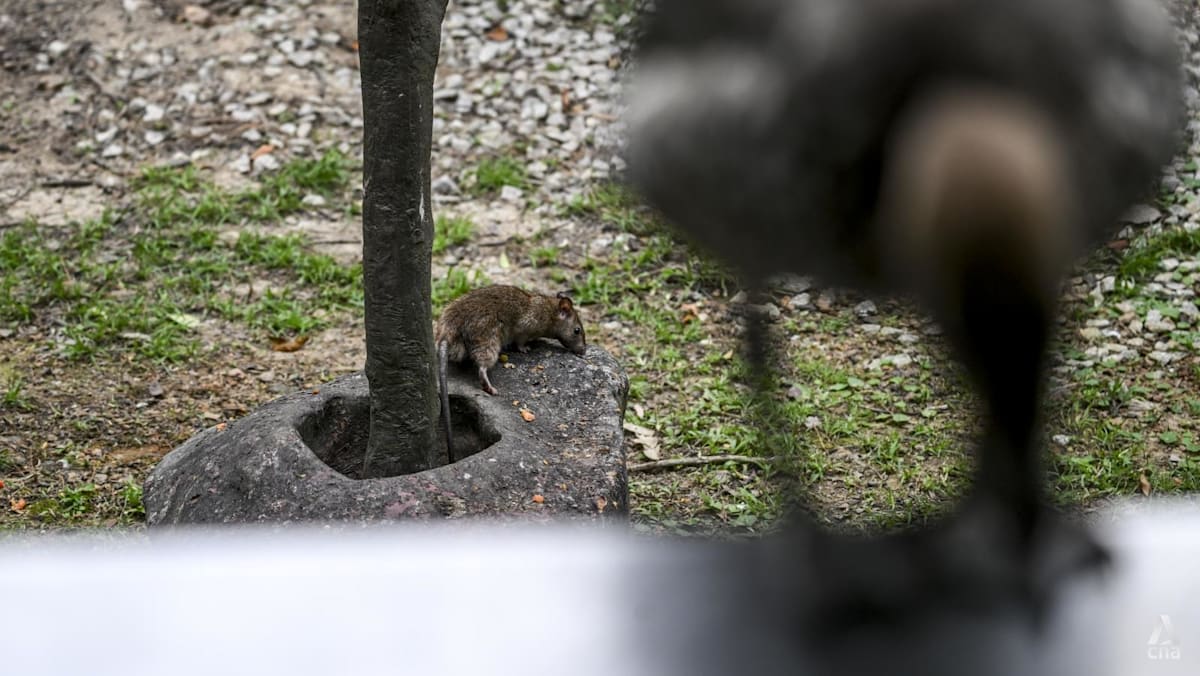 Rising rat problem sparks NEA call for better refuse management; more ...