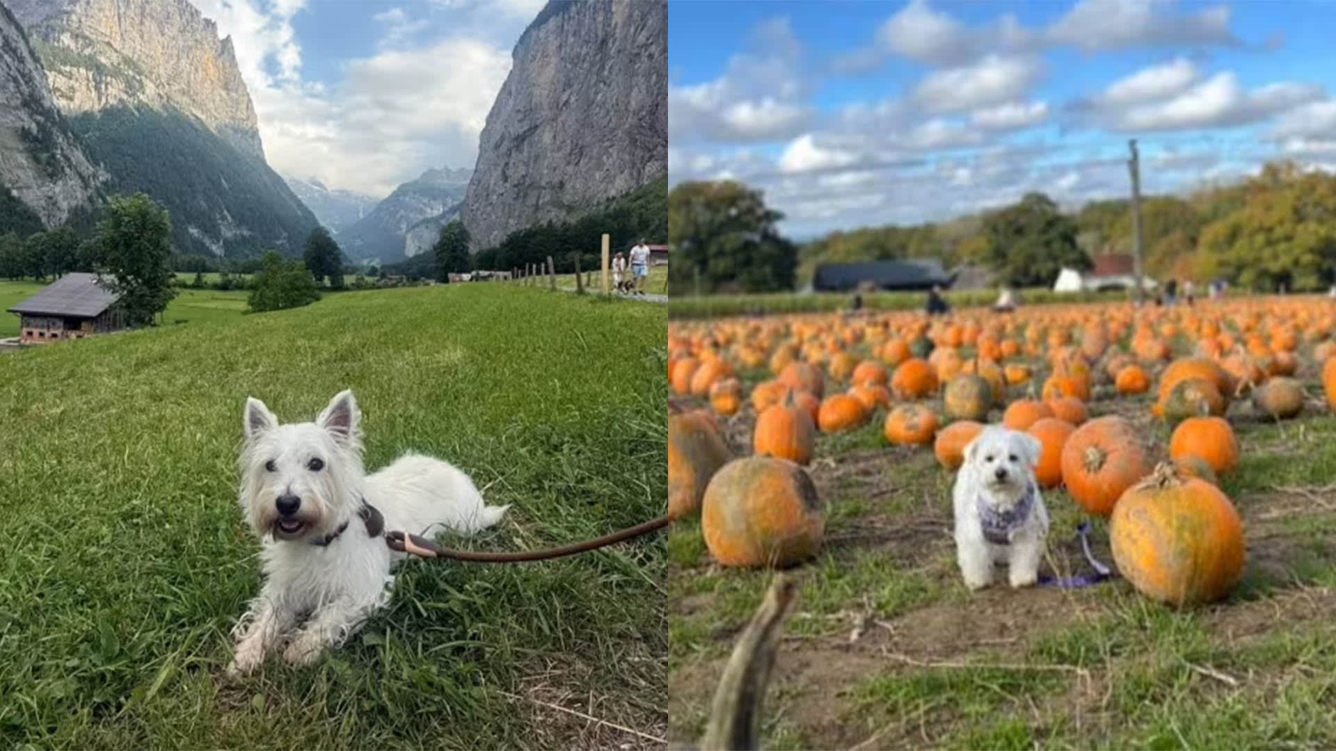 How S’poreans Travel With Pets To Japan & Europe Hassle-Free — No ...