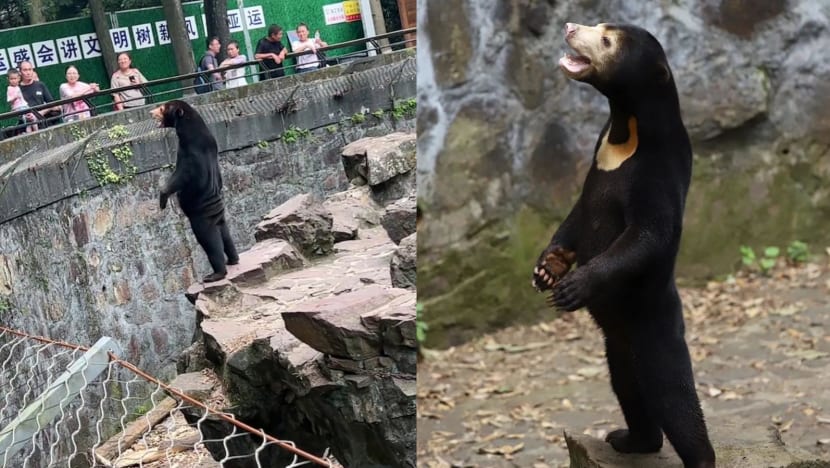 Commentary: Here's why people mistook sun bear in China zoo for human ...