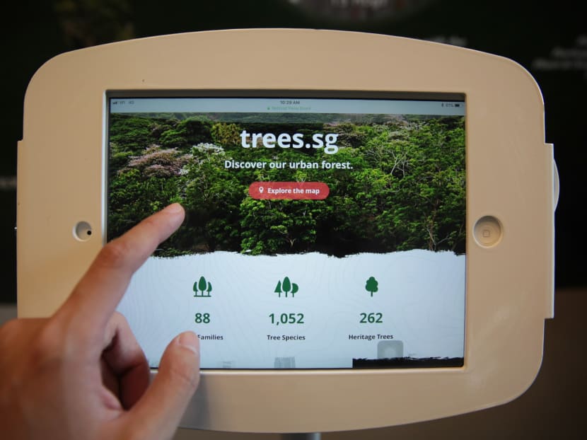 NParks launches website to help public learn more about trees - TODAY