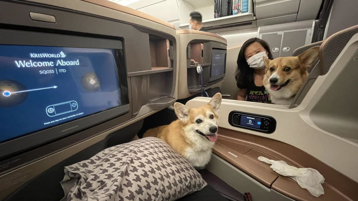 Corgis in business class: These 2 dogs travelled in style on Singapore ...