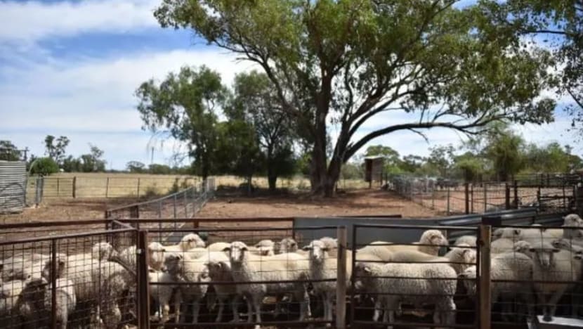 KILASAN: Komen Calvin Cheng 'sama sekali tidak sensitif, tidak boleh ...