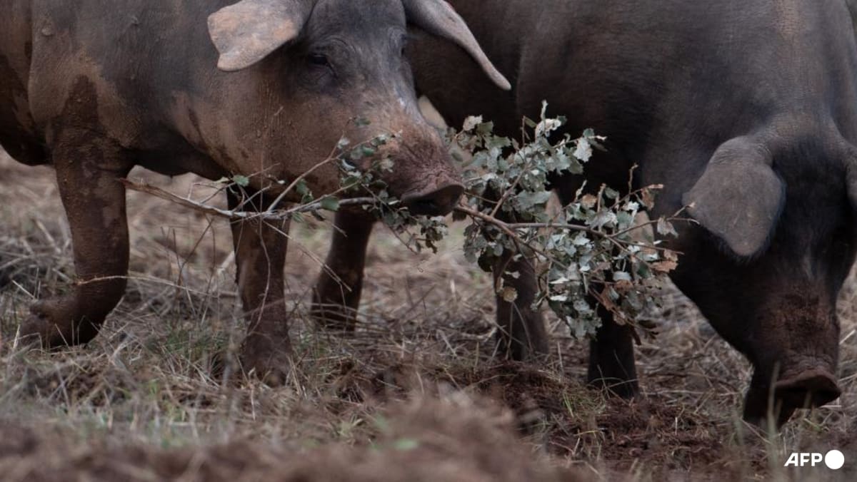 Spain alerts WHO of swine flu virus believed to have been transmitted ...