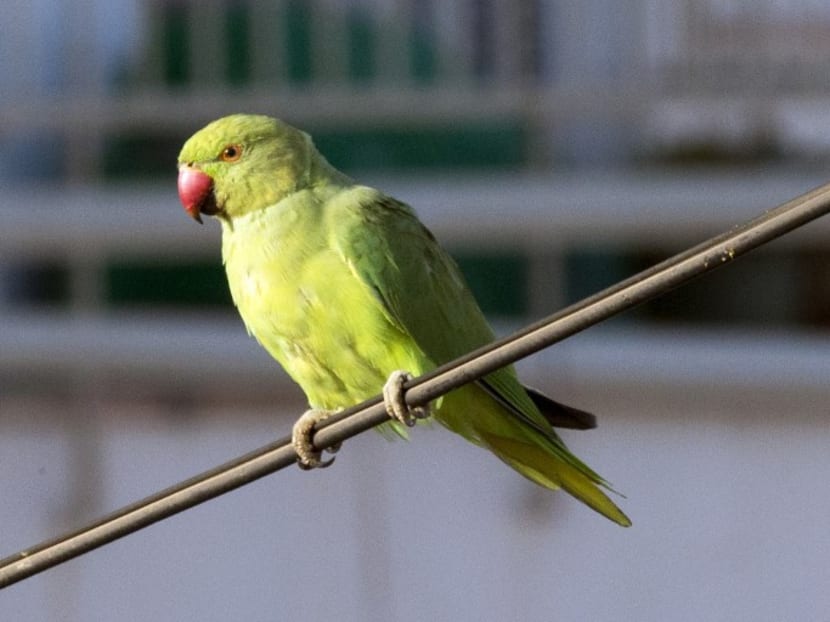 former-mfa-scholar-jailed-for-forging-emails-to-bring-pet-parakeets