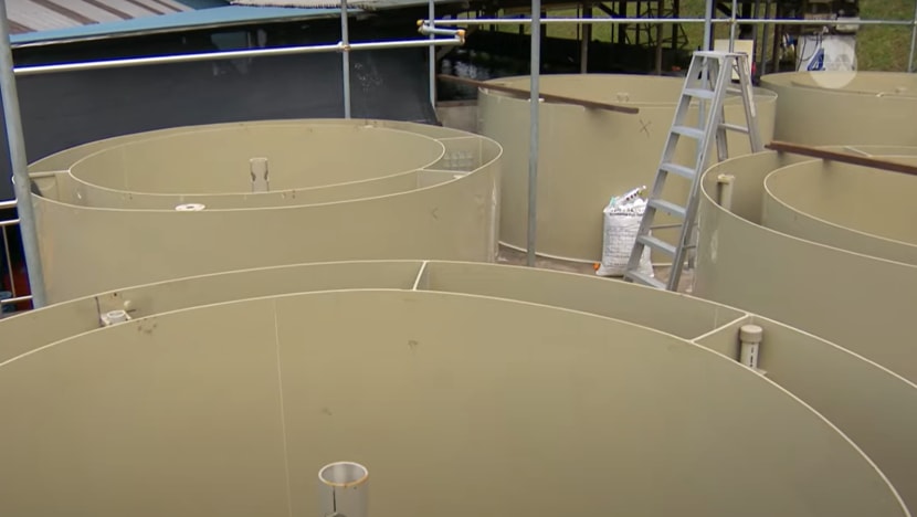Ornamental fish farms turn to new breeding technologies in land-scarce ...
