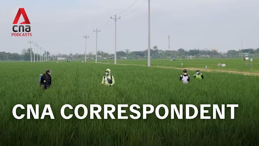 CNA Correspondent - Can rice farming ever be climate friendly? - CNA