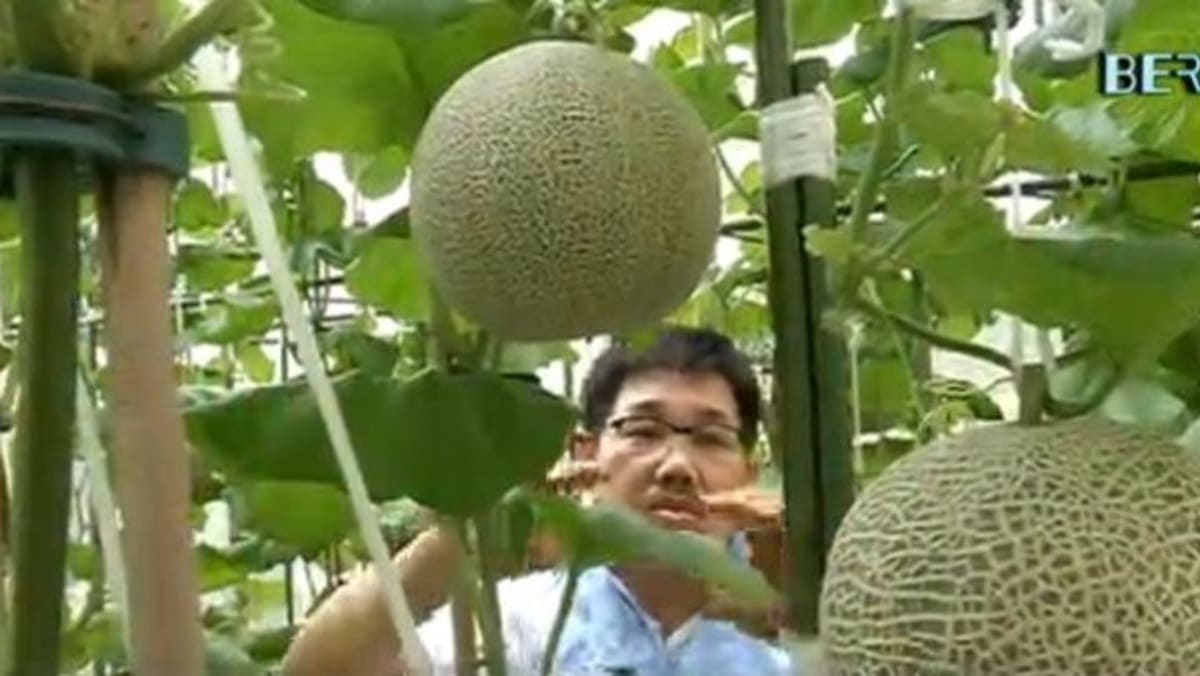'SingMelons' - tembikai mewah - hadiah sempena Hari Kebangsaan - BERITA ...