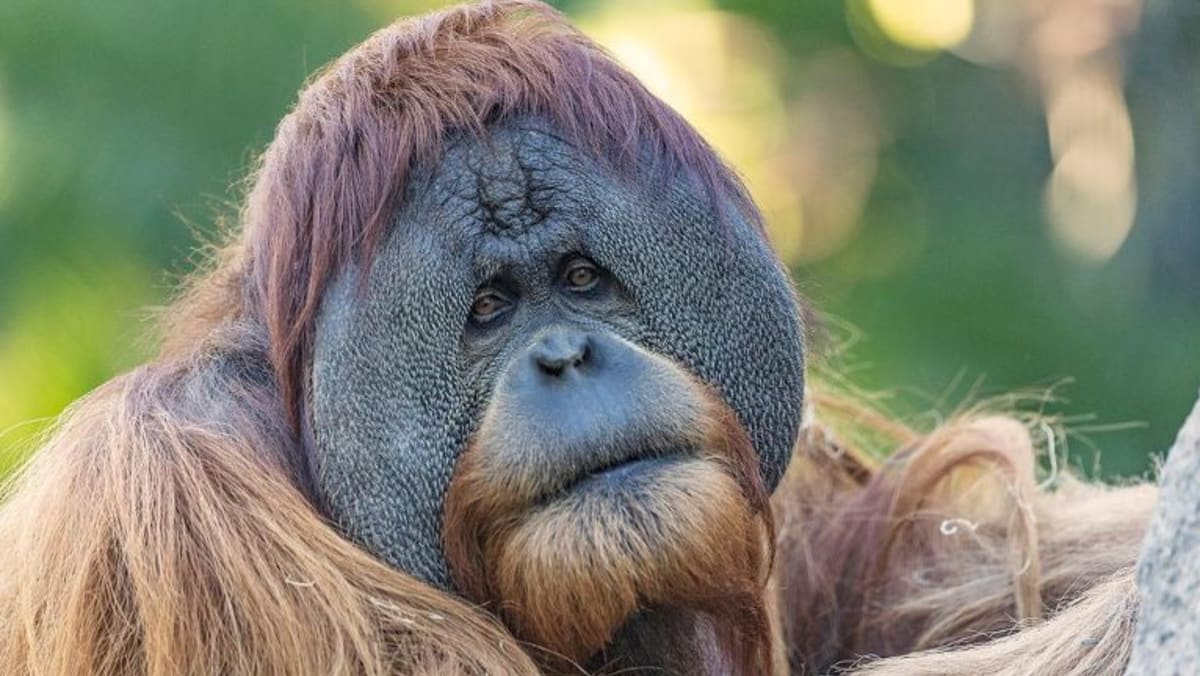 9 monyet bertubuh besar di San Diego disuntik vaksin COVID-19 - BERITA ...