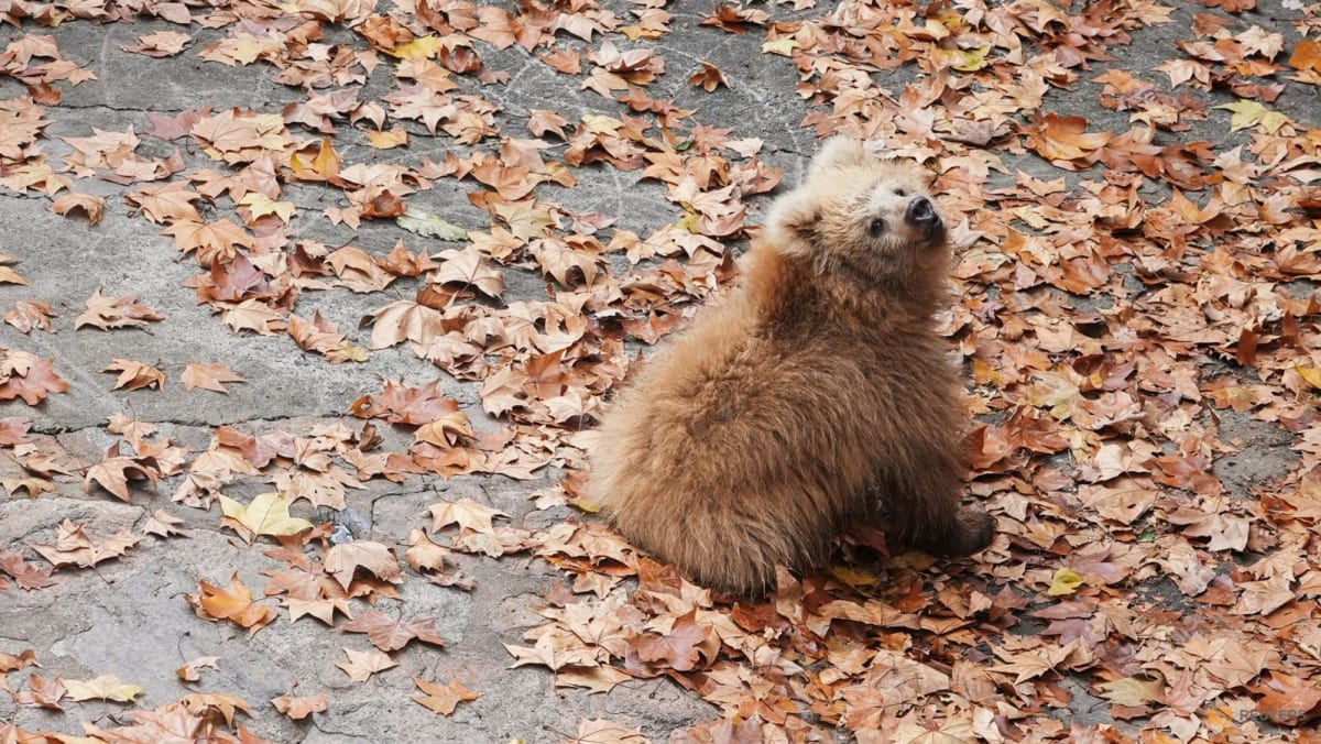 Shanghai bear cub Junjun becomes breakout star - CNA