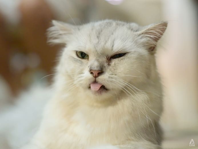 Stompin’ Ground’s Suhaimi Subandie: Singapore’s hardcore punk legend ...