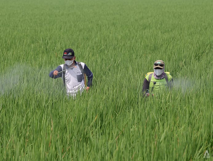 How Singapore scientists are nurturing a climate-friendly rice ...
