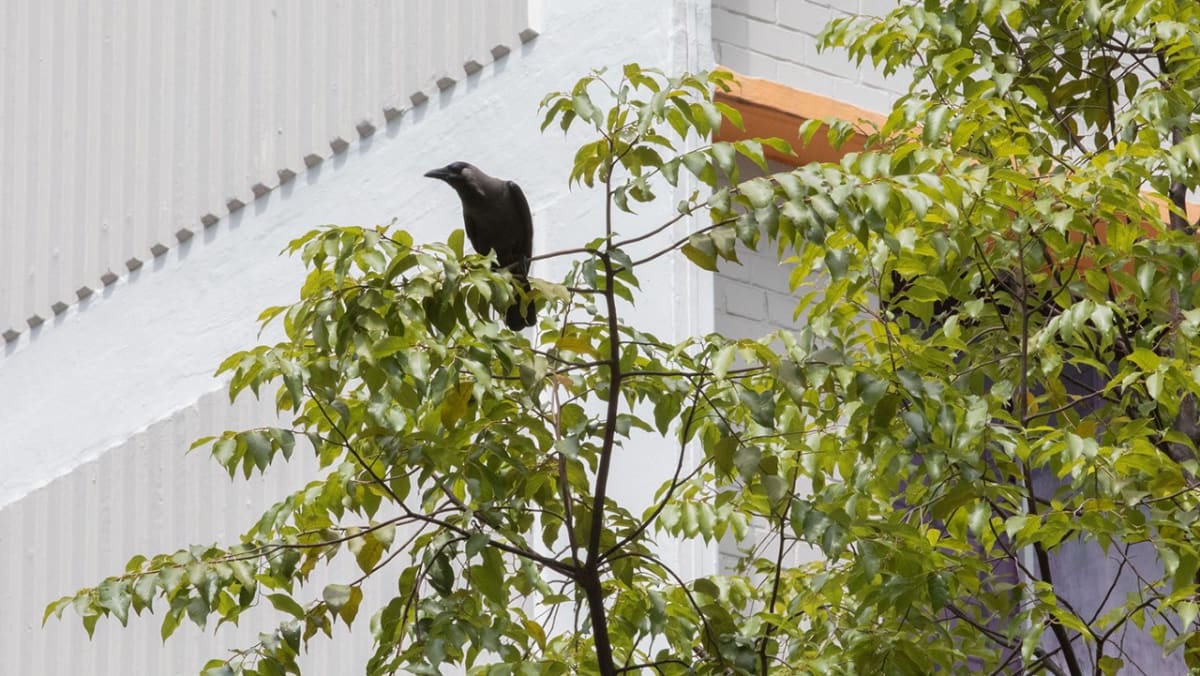 Explainer: What's behind attacks by crows and how the numbers of these ...
